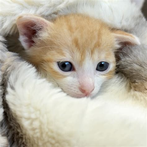 「人が大好き！おおらかな茶」京都府 猫の里親募集489508 4枚目の画像 ペットのおうち【里親決定25万頭！】