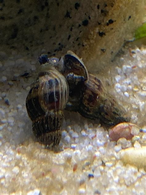 Assassin Snail Complete Care Guide Diet Breeding Behavior And More