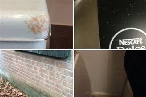 How To Get Rid Of Mold Mites In Bedroom Online Information