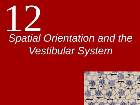 Ppt 12 Spatial Orientation And The Vestibular System Dokumen Tips