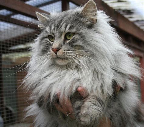 Norwegian Forest Cat Breeders In Georgia At Mariann Cochran Blog
