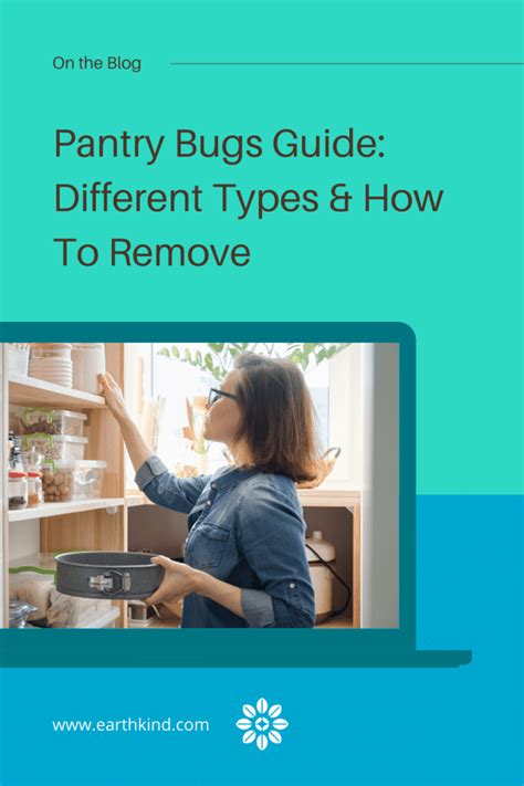 What Is Pantry Bugs At Audrey Nixon Blog