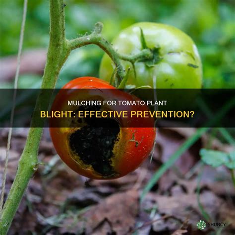 Mulching For Tomato Plant Blight Effective Prevention Shuncy