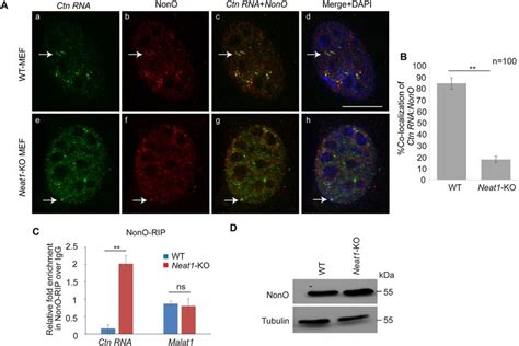 Ctn Rna Interacts With Paraspeckle Component Nono In Absence Of Intact Download Scientific