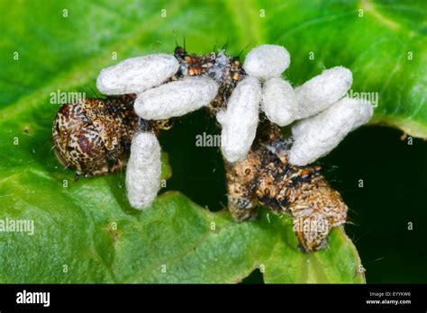 Parasitoid Wasp Braconidae Parasite Infestation Of A Caterpillar