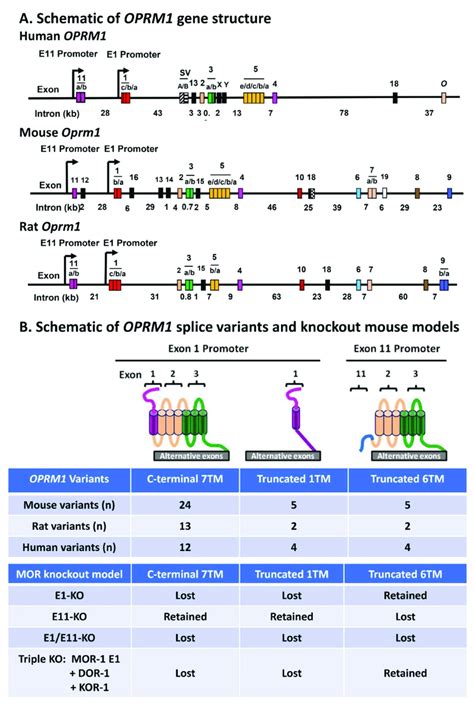 Schematic Of The Oprm1 Gene Structures Splice Variants And Related Download Scientific