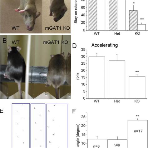 MGAT1 KO Displays Abnormal Motor Behavior A WT Left And MGAT1 KO