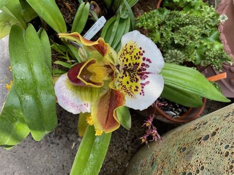 Living With Scleroderma Reflections On The Messy Complexity Of Chronicity