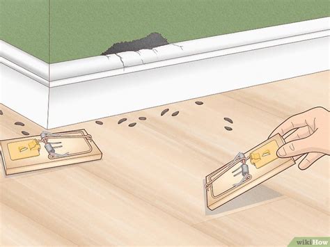 How Do Exterminators Get Rid Of Mice Effective Methods