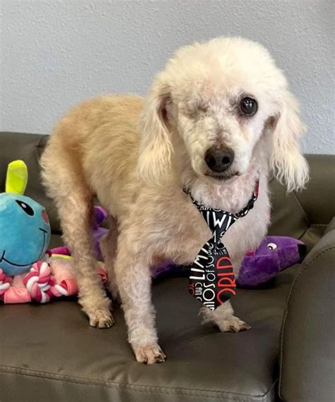 Dog For Adoption Charlie A Poodle In Gonzales La Petfinder