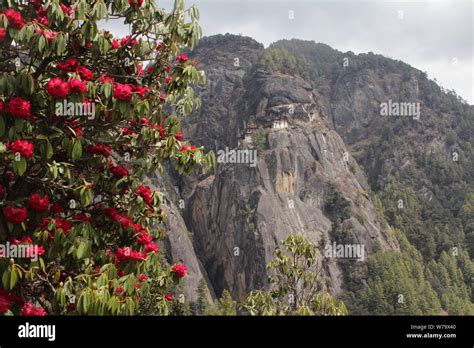 Trekking In Bhutan Tiger S Nest Monastery Stock Photo Alamy
