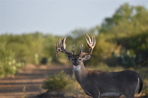 Double Down Deer Feed