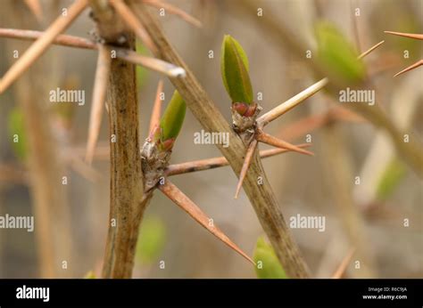 The Thorns On The Stems Of Plants Thorns Serve As Protection For Plants Stock Photo Alamy