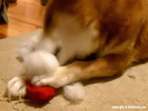 Why He Cant Have Nice Things  On Imgur