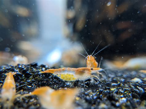 Orange Rili Shrimp Neocaridina Shrimp Shrimpy Business
