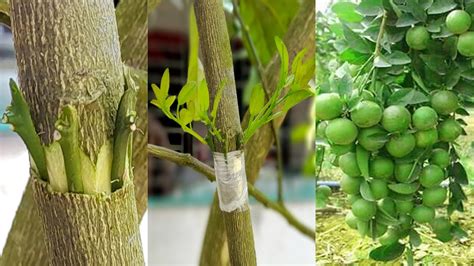 Lemon Grafting Techniques 100 Success How To Graft Lemon Tree