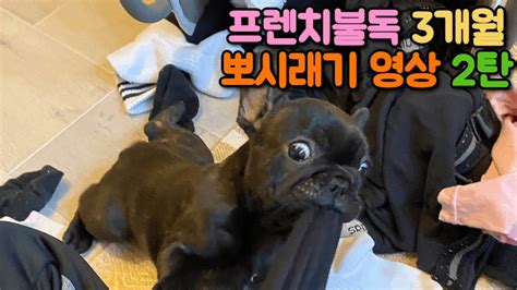 프렌치 불독 3개월 뽀시래기 영상 2탄 강아지 브이로그ㅣ강아지 새식구 Youtube
