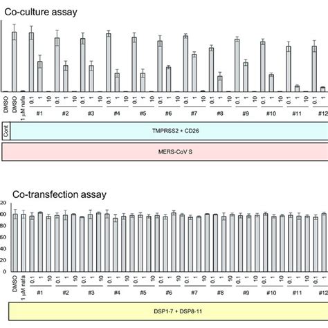 The Effect Of Peptides On The Tmprss2 Dependent Cell Cell Fusion