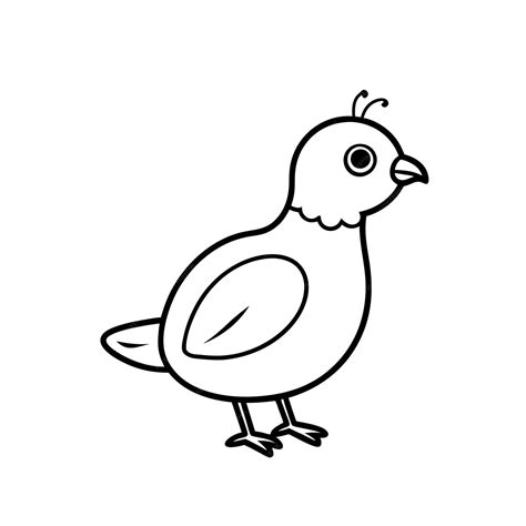 Premium Vector Cute Quail Vector Line Art And Silhouette Illustration