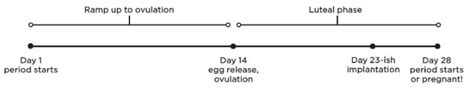 What Are The Chances Of Conceiving On Ovulation Day Shortform Books