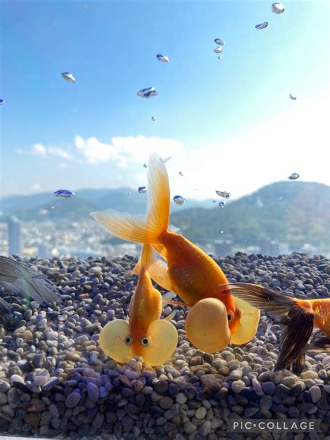 おはようございます！ 三兄弟と夫と私 〜のび家の毎日〜