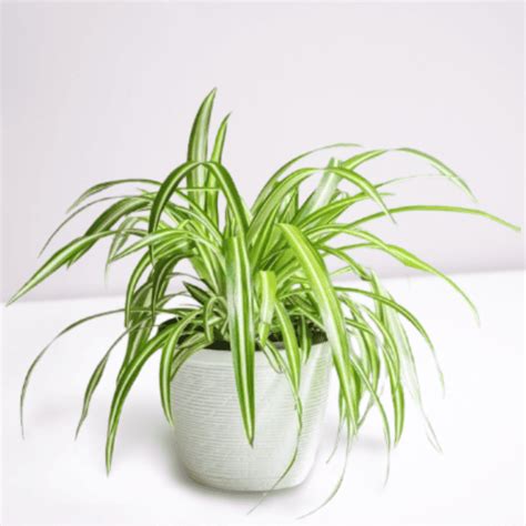 Buy Send A Spider Plant Gift Yummycake