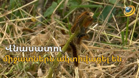 Վնասատուները գրոհում են հարյուրներով գյուղացիների ահազանգը Youtube