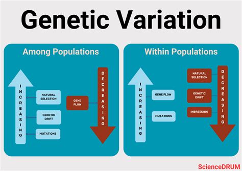 Genetic Variation Occurs When Chromosomes Are Shuffled In Fertilization