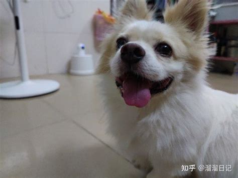 小型犬适合上班族吗？缺点篇 知乎