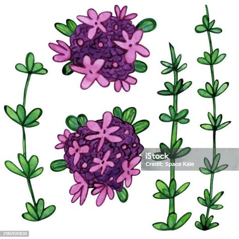 백리향 꽃 와 분홍색 꽃 와 생생한 녹색 잎 수채화 Illustration 꽃 장미 새싹 잎 및 녹지의 구성 초본 식물 그림 흰색 배경에 고립 된 개체 그룹에 대한 스톡