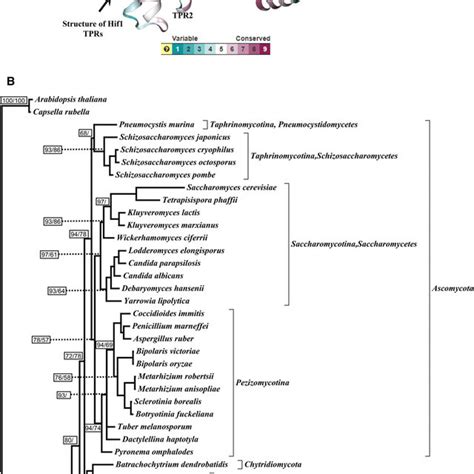 Structure Of Npm1 A Domain Representation Of Human Npm1 Npm2 And