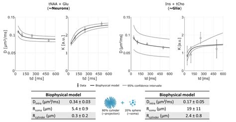 Fitting Of A Biophysical Model To Predominantly Intraglial Upper