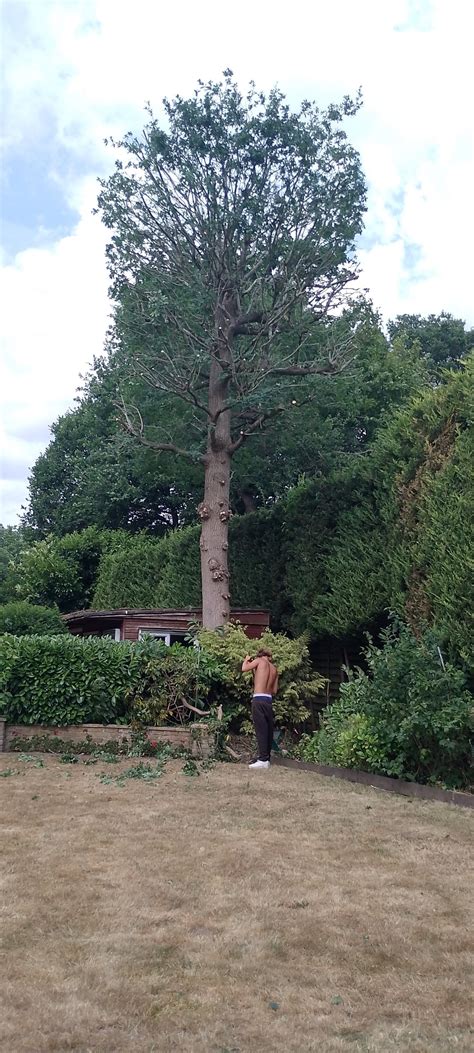 Chiltern Hills Chiltern Hills Arboriculture
