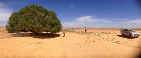 How To Visit The Blessed Tree And Other Historical Sites In Jordan