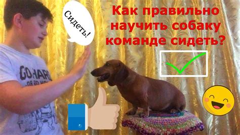 Как правильно научить собаку команде сидеть? - YouTube
