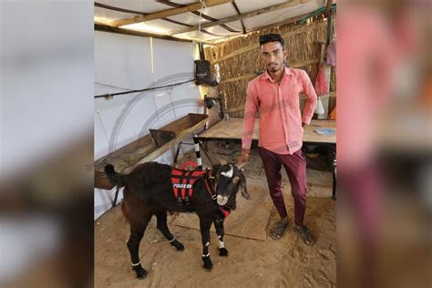 Eid Ul Adha 2025 राजस्थान के पशुपालक मोनू का बकरा ‘मोती बना चर्चा का विषय खाने को मिल रहे