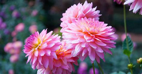 When And How To Water Dahlias Gardeners Path