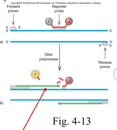 DNA Lab Final Flashcards Quizlet
