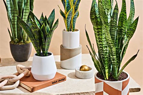 20 Loại Cây Cảnh Trong Nhà đẹp Và Dễ Chăm Sóc Cho Người Mới Vườn An Nam