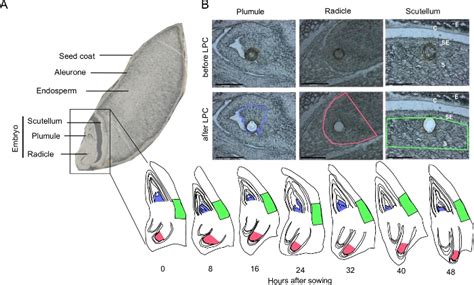 Video Laser Capture Microdissection RNA Sequencing For Spatial And Temporal Tissue Specific