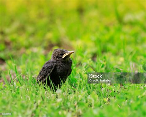 잔디에 앉아서 기다리는 부모 노란 부리와 재미 병아리 Starling 가금류에 대한 스톡 사진 및 기타 이미지 가금류 거리
