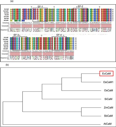 Sequence Alignment Phylogenetic Tree And Motif Analysis Of Eccam