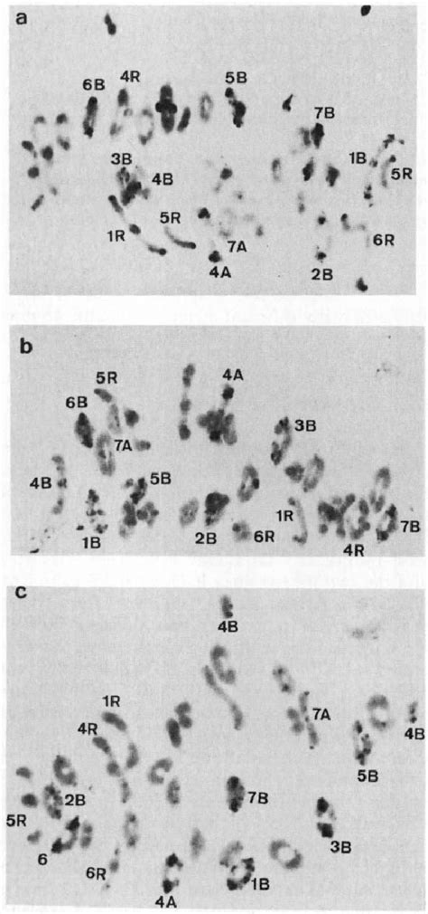 Photomicrographs Of Pmcs At First Metaphase Of The Three Octoploid Download Scientific Diagram