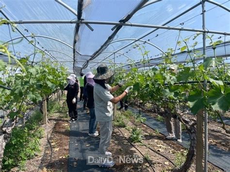 경산시 공무원 영농철 농촌 일손 돕기 구슬땀