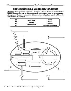 Chloroplast And Photosynthesis Worksheet Diagram Chloroplast