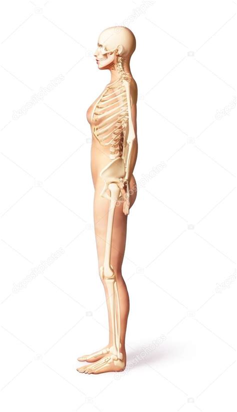 Naked Woman Body Side View With Bone Skeleton Stock Photo Pixelchaos