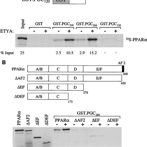 Pgc 1 Interacts With Ppar ␣ A The Gst Pgc 1 Fusion Proteins Used Download Scientific