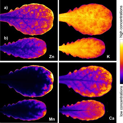 Laboratory Micro X Ray Fluorescence µxrf Maps Of Zn Mn K And Ca Of Download Scientific