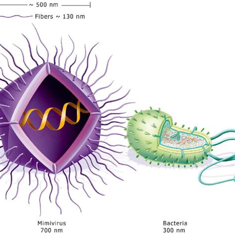 Size Comparison Among Different Microorganisms The Uniquely Large Size Download Scientific