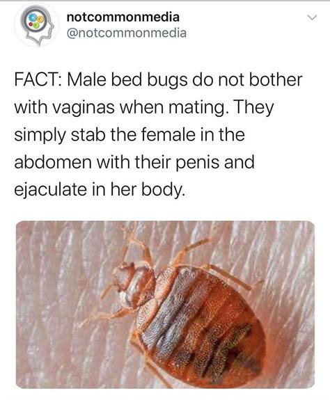 Thanks I Hate Bedbug Reproduction Rthanksihateit